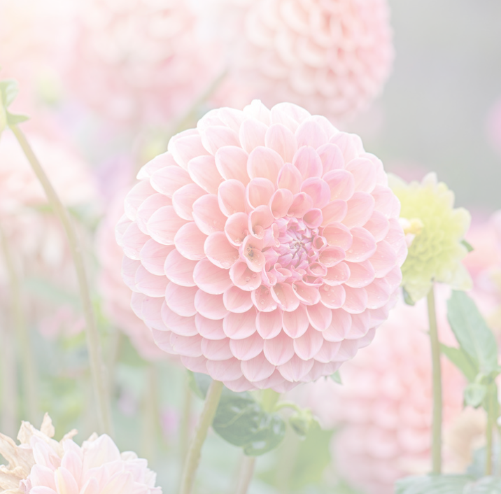 Ema Florals - Oakville Flower Delivery